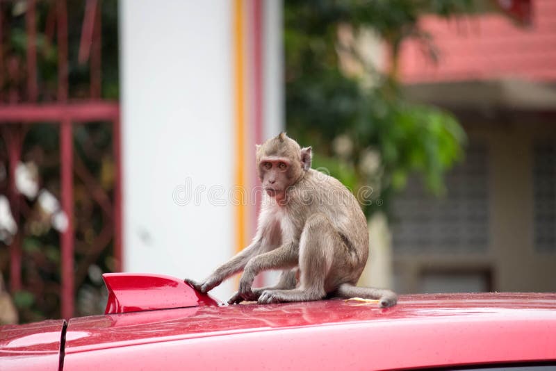 Monkeys on a bonnet stock photo. Image of monkey, riding - 60313630