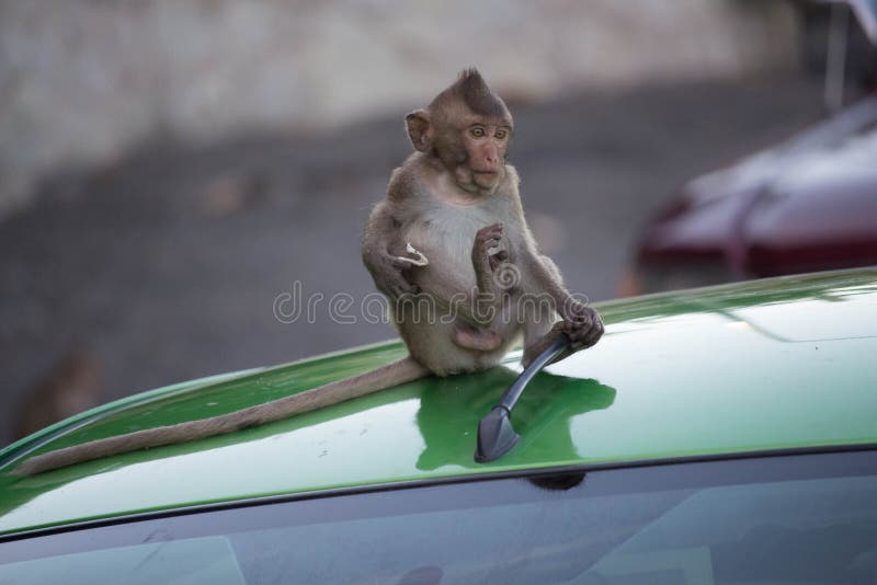 Monkeys on a bonnet stock image. Image of crab, eating - 60353333