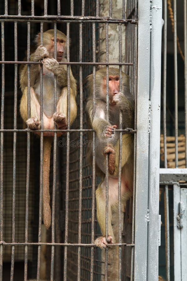 Monkeys in a cage in stock image. Image of brown, captivity - 185605299