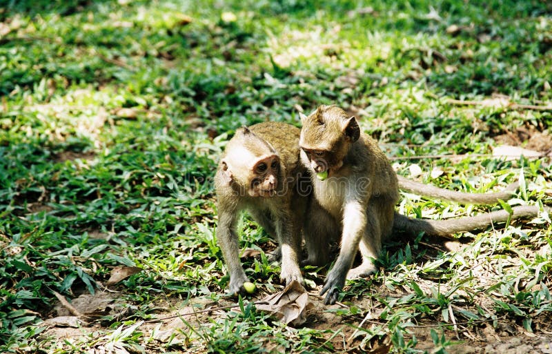 Monkeys - Cambodia stock photo. Image of asian, wild, tropical - 3860988