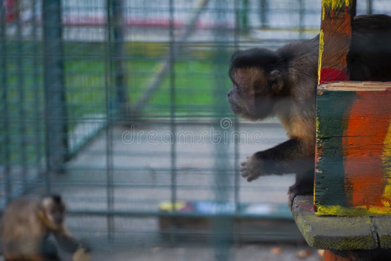 Monkeys in Captivity at a Zoo. Photo during the Day. Stock Photo ...