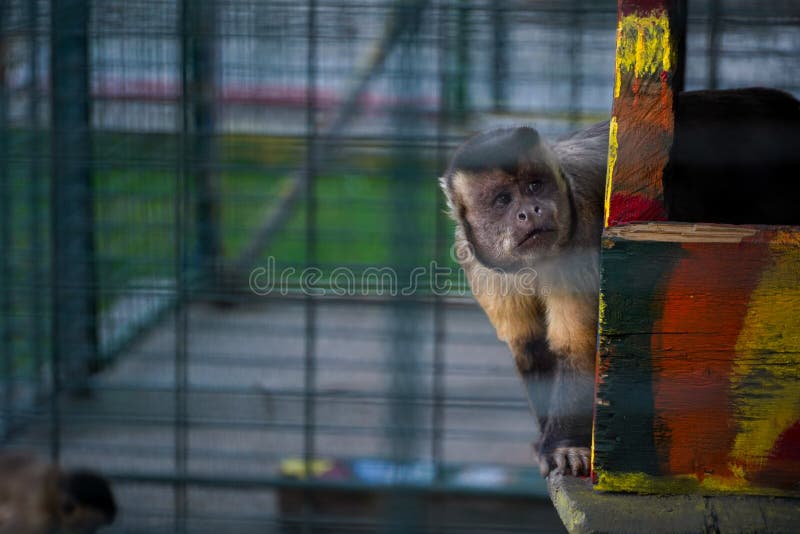 Monkeys in Captivity at a Zoo. Photo during the Day. Stock Image ...