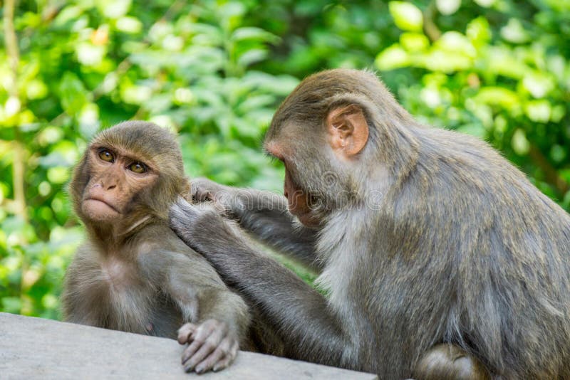 Monkey Pal Stock Photos - Free & Royalty-Free Stock Photos from Dreamstime