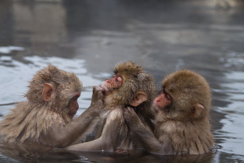 Monkeys on chains. stock photo. Image of onsen, resort - 24709242