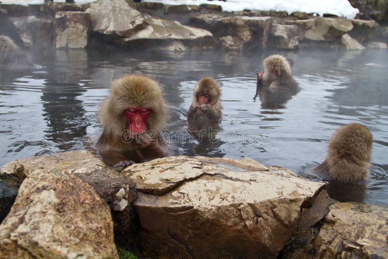 Monkeys on chains. stock photo. Image of sightseeing - 24709370