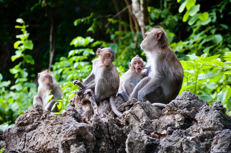 Monkeys Checking for Fleas and Ticks in the Family Stock Image - Image ...