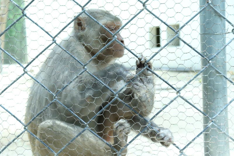 Monkeys are Clever Social Animals Stock Image - Image of female ...