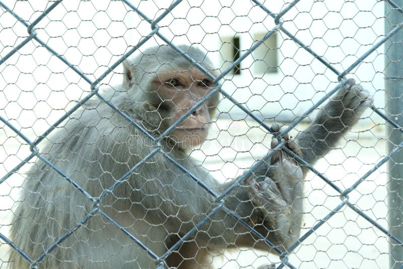 Monkeys are Clever Social Animals Stock Photo - Image of east, hill ...