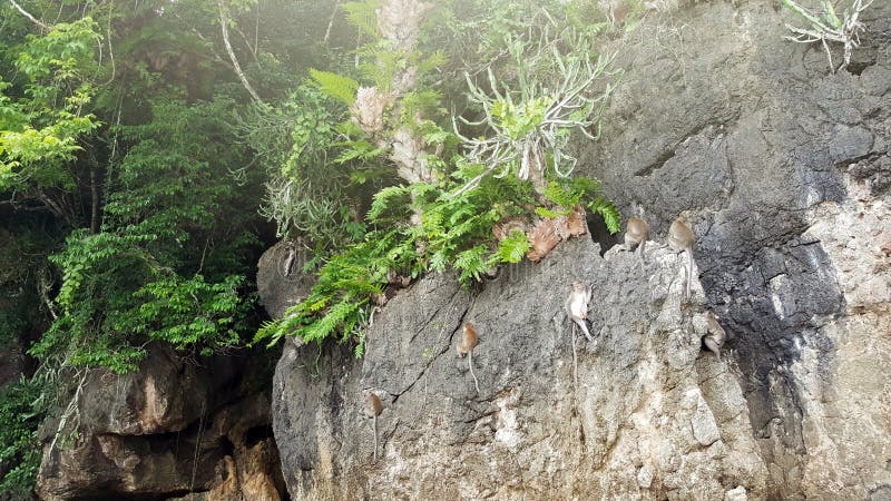 Monkeys on Cliff Near Beach Sea Cave Stock Image - Image of cliff ...