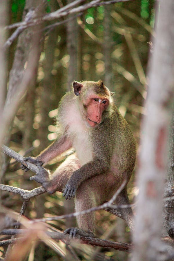 Monkeys Climb Trees/monkey/monkey Family Stock Photo - Image of asia ...