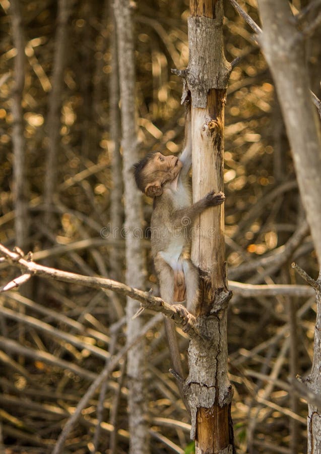 Monkeys Climb Trees/monkey/monkey Family Stock Image - Image of nature ...