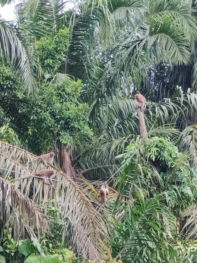 Monkeys Climbing on Tree and Electric Cable Stock Photo - Image of ...