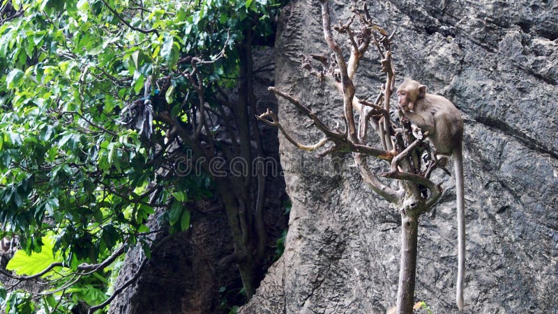 Monkeys climbing the tree stock photo. Image of life - 101787622