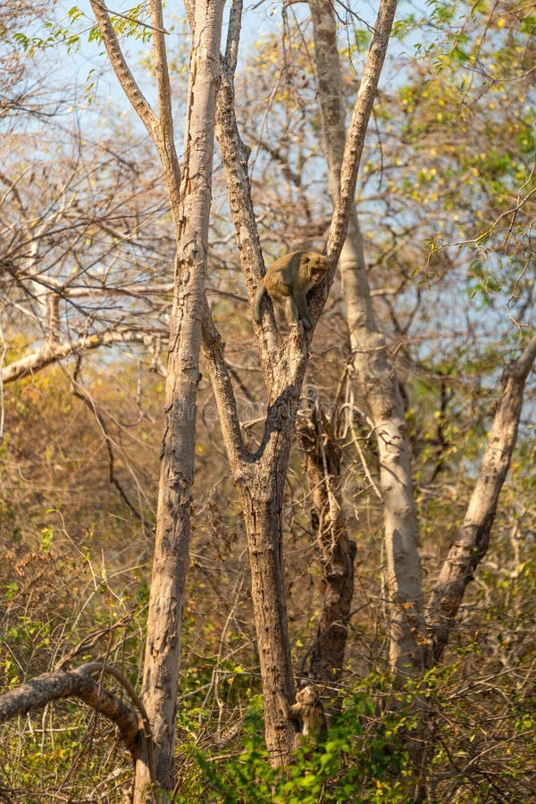 Monkeys Climbing on a Tree, Rough Bark Texture and is Surrounded by ...
