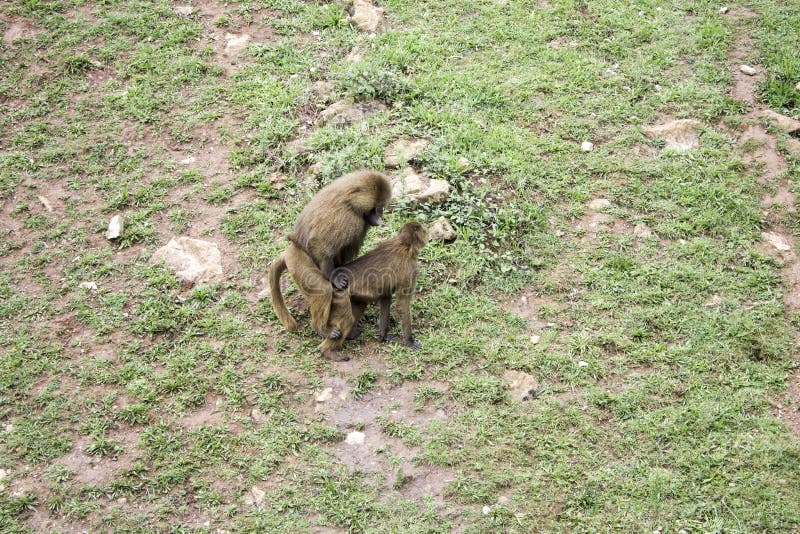 Monkeys copulating zoo stock image. Image of looking - 84789063