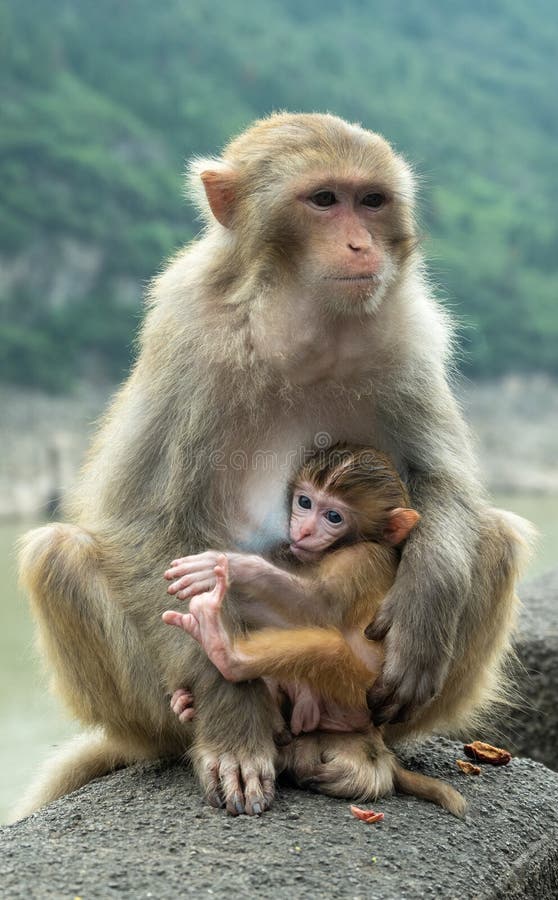 Monkeys stock photo. Image of bear, gorilla, primate - 285360284