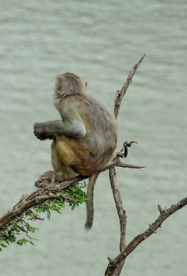 Monkeys stock image. Image of macaque, nature, rodent - 285360291