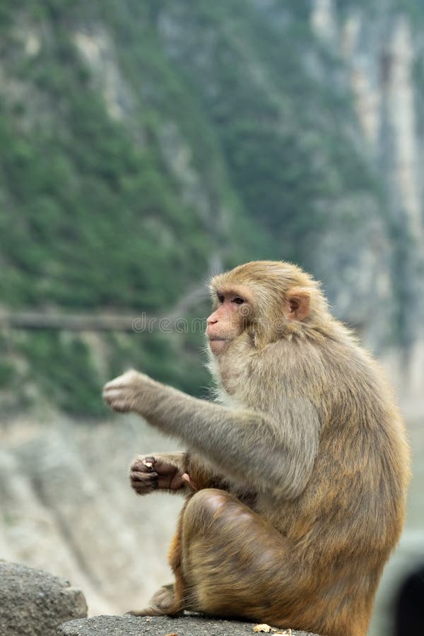 Monkeys stock image. Image of animal, primate, monkey - 285360307