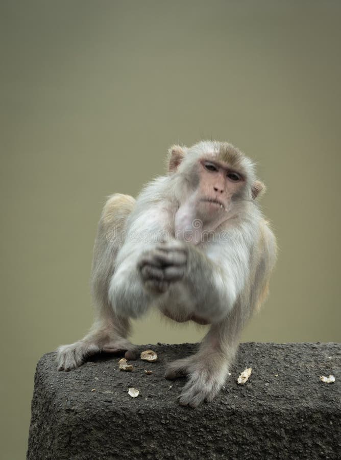 Monkeys stock image. Image of wildlife, mammal, primate - 285360313