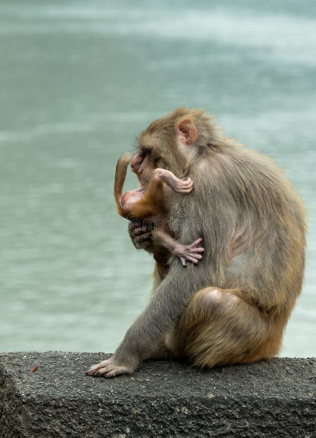 Monkeys stock image. Image of monkey, chimpanzee, wildlife - 285360315