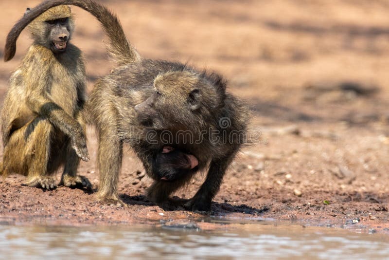 Monkeys Drinking Water from a Lake Stock Photo - Image of young, safari ...