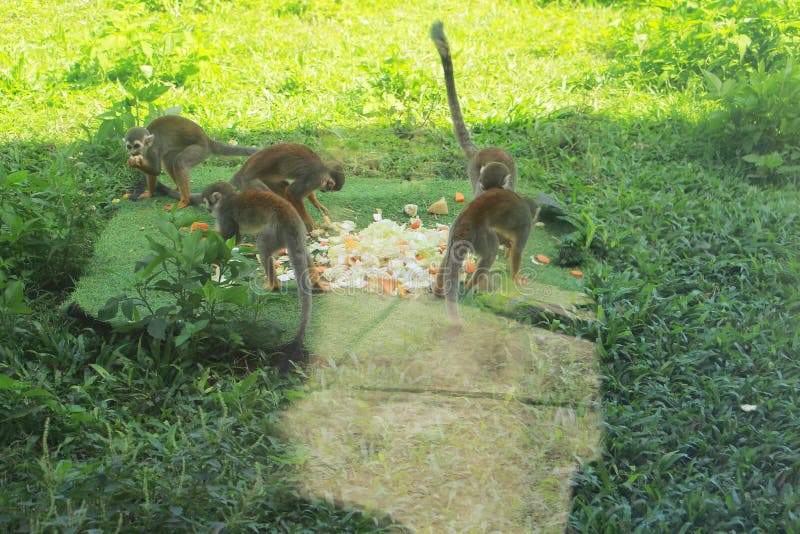 Monkeys Eat Food at the Zoo Stock Photo - Image of food, petal: 184412550