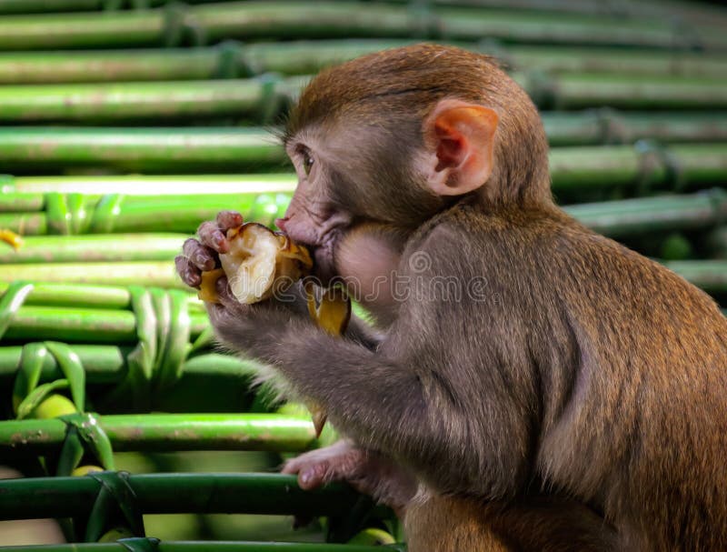 Monkeys eat in the park stock image. Image of family - 175489857