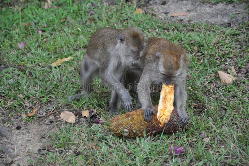 Monkeys eating it food. stock photo. Image of fruit, eating - 90923458