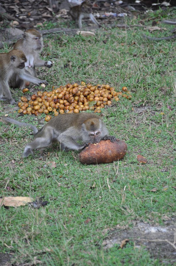 Monkeys eating it food. stock image. Image of food, eating - 90923469
