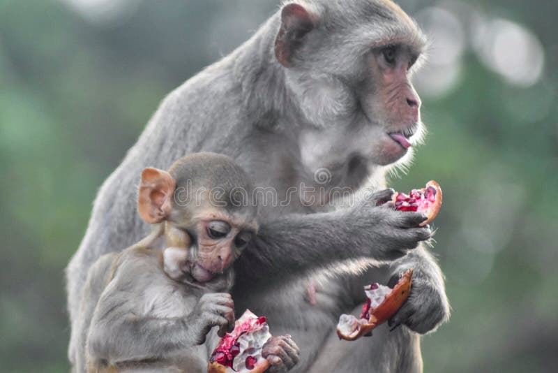 Monkeys are Eating Food from Tourist in the Reservior. Stock Image ...