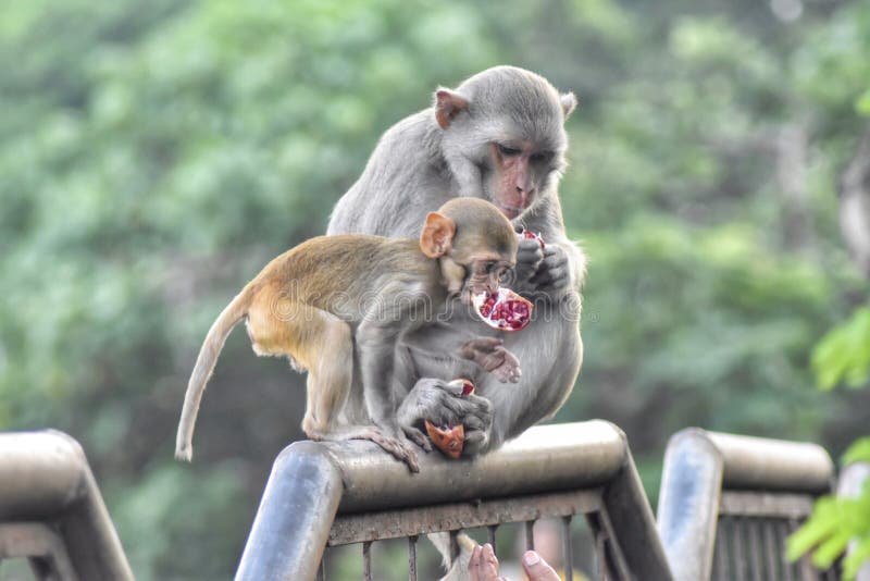 Monkeys eating fruits stock photo. Image of monkey, landscape - 254612686