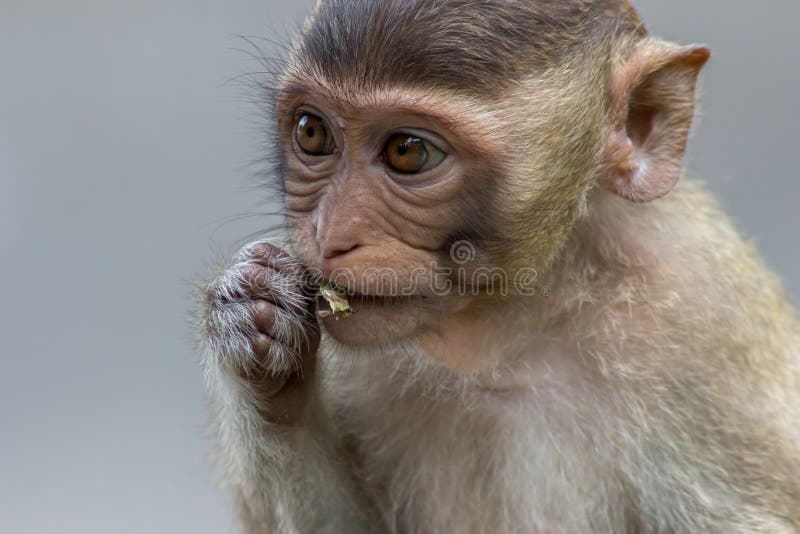 Monkeys eating stock image. Image of primate, organism - 57401287