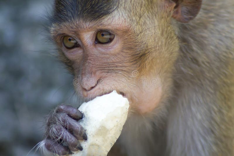 Monkeys eating stock photo. Image of cute, snout, real - 57401558