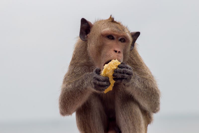 Monkeys eating stock image. Image of monkey, fauna, macaque - 57402001