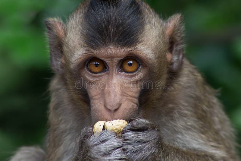 Monkeys eating stock image. Image of tree, monkey, eating - 63573833