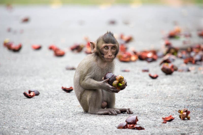 Monkeys eating stock photo. Image of funny, real, thailand - 58047154