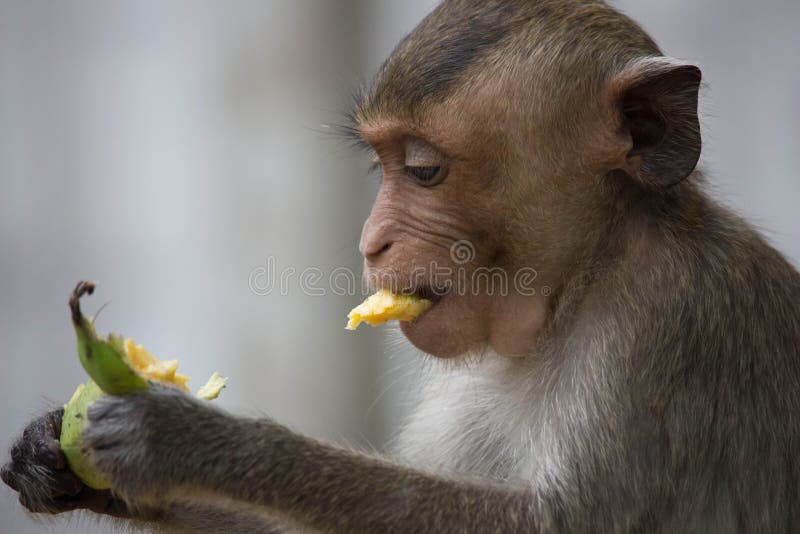 Monkeys eating stock image. Image of eating, real, natural - 58591057