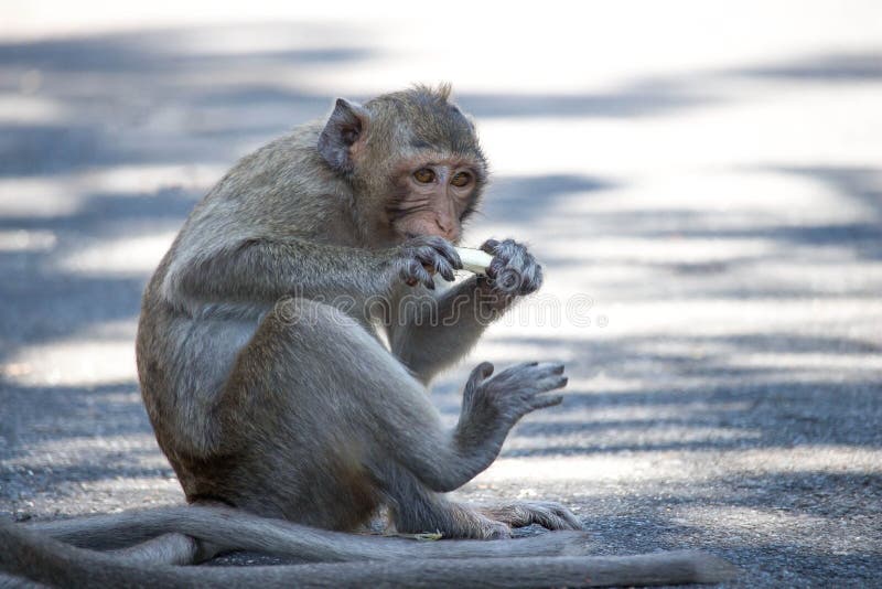 Monkeys eating stock photo. Image of cute, crab, real - 58591066
