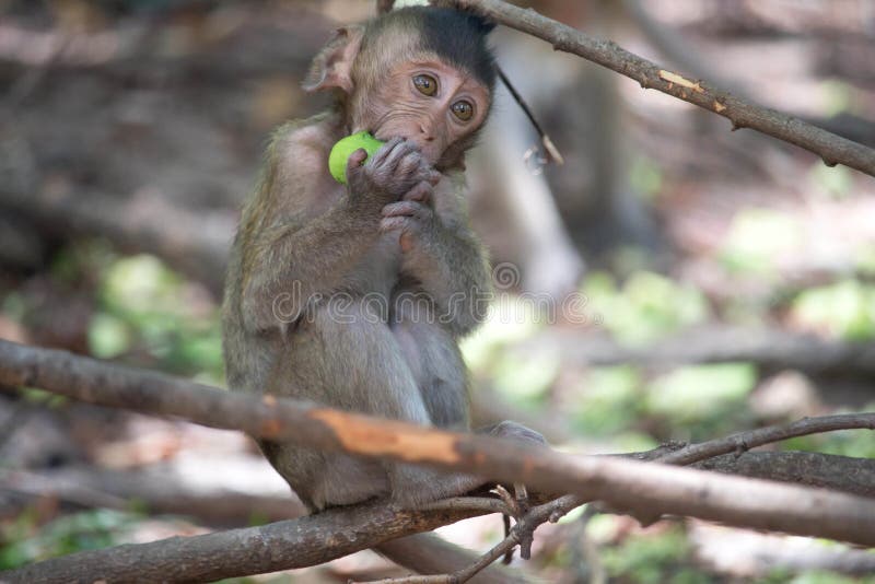 Monkeys eating stock image. Image of crab, thailand, tropical - 58725749