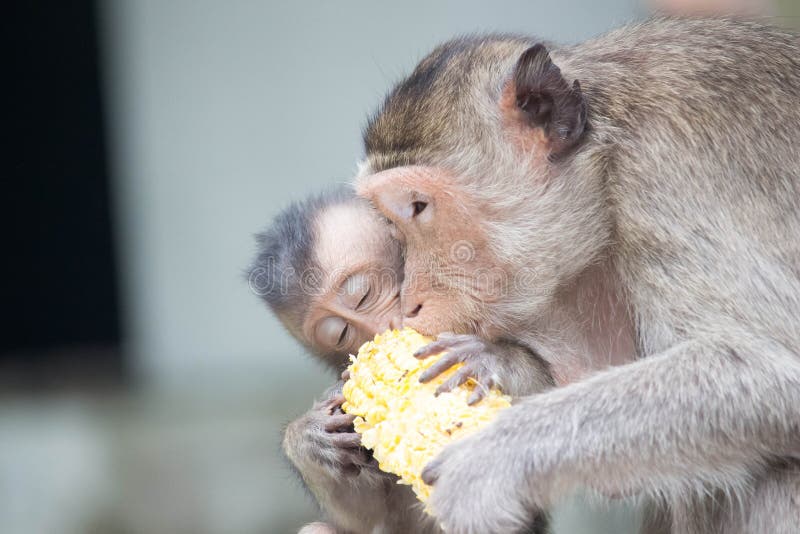 Monkeys eating stock photo. Image of crab, monkey, tropical - 59428310