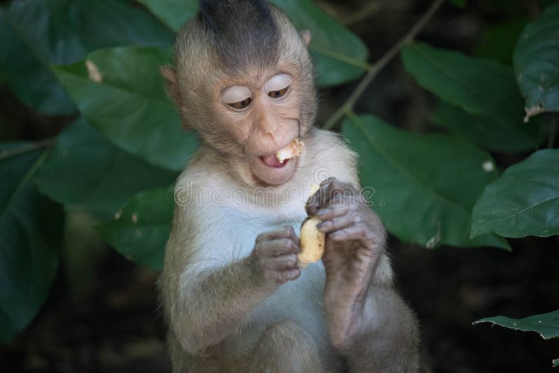 Monkeys eating stock image. Image of monkey, forest, real - 60177127