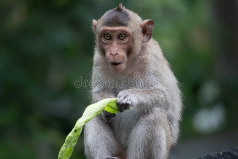 Monkeys eating stock photo. Image of thailand, macaque - 62987696