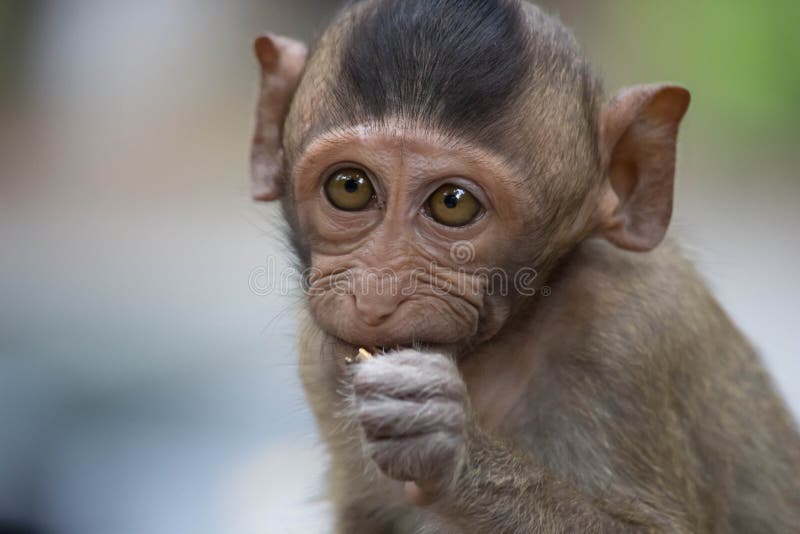 Monkeys eating stock photo. Image of tropical, natural - 62994626