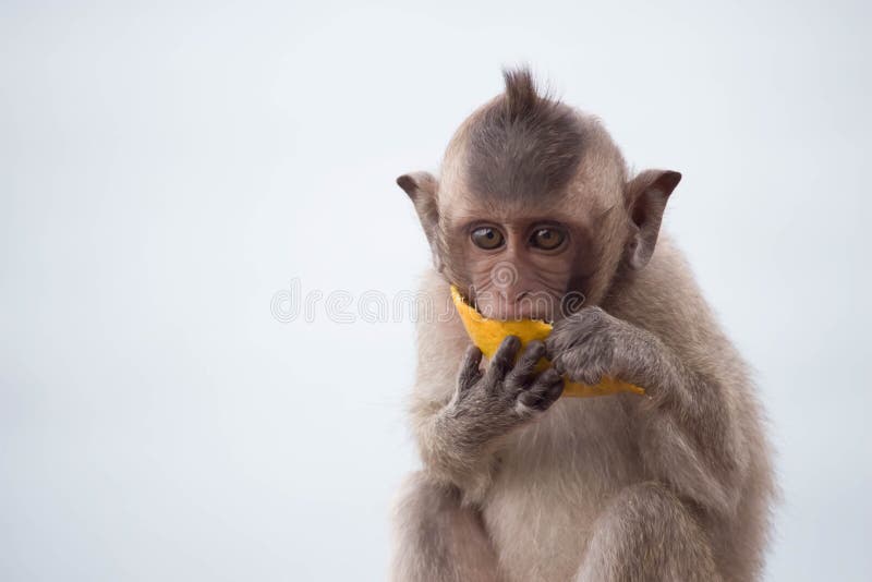 Monkeys eating stock photo. Image of real, natural, eating - 63525750