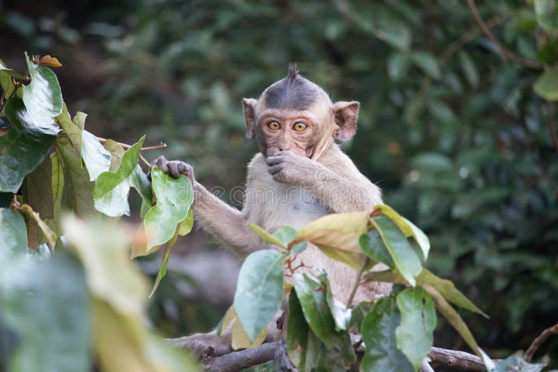 Monkeys eating stock image. Image of portrait, real, monkey - 65053741