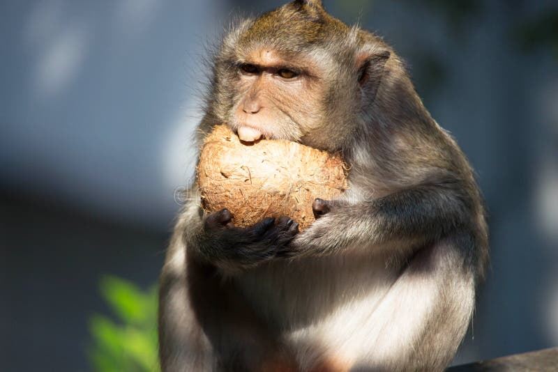 Monkeys eating stock photo. Image of monkey, organism - 57928052