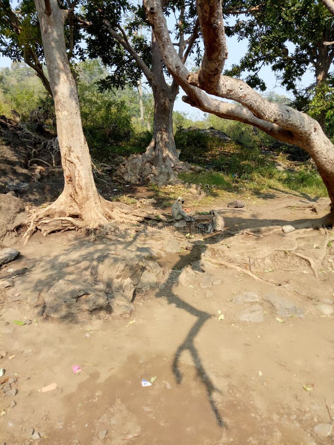 Monkeys Enjoying the Part of Life Under the Trees Shadow Stock Image ...
