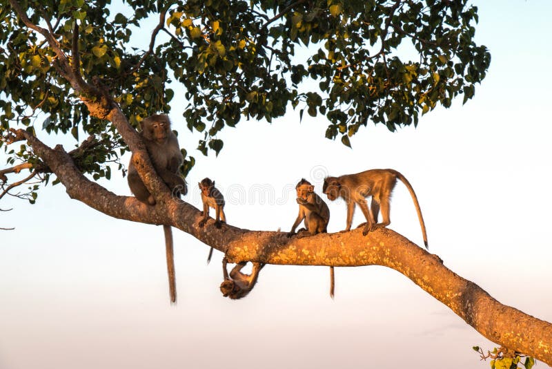Monkeys family stock photo. Image of fascinating, mammals - 57666246