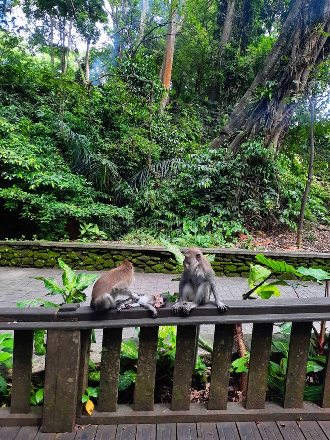 Monkeys Family Relax for a while in the Forest Stock Image - Image of ...