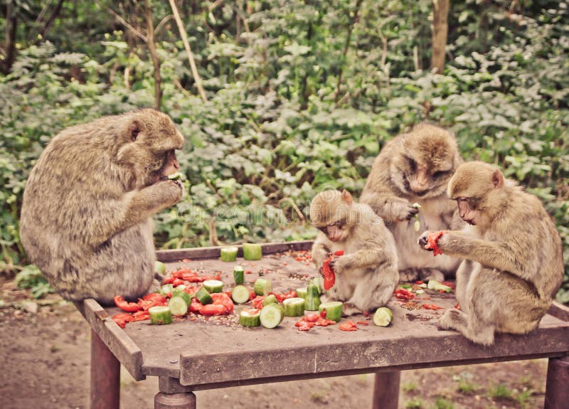 Monkeys stock photo. Image of whisper, lunch, monkeys - 52057900